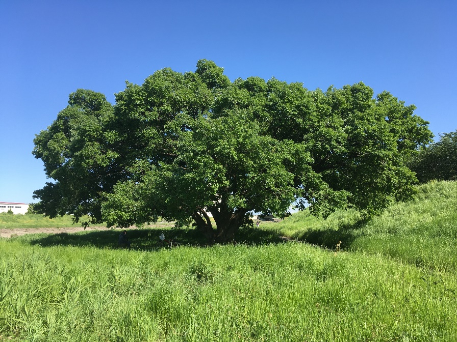 個別データ：環境省